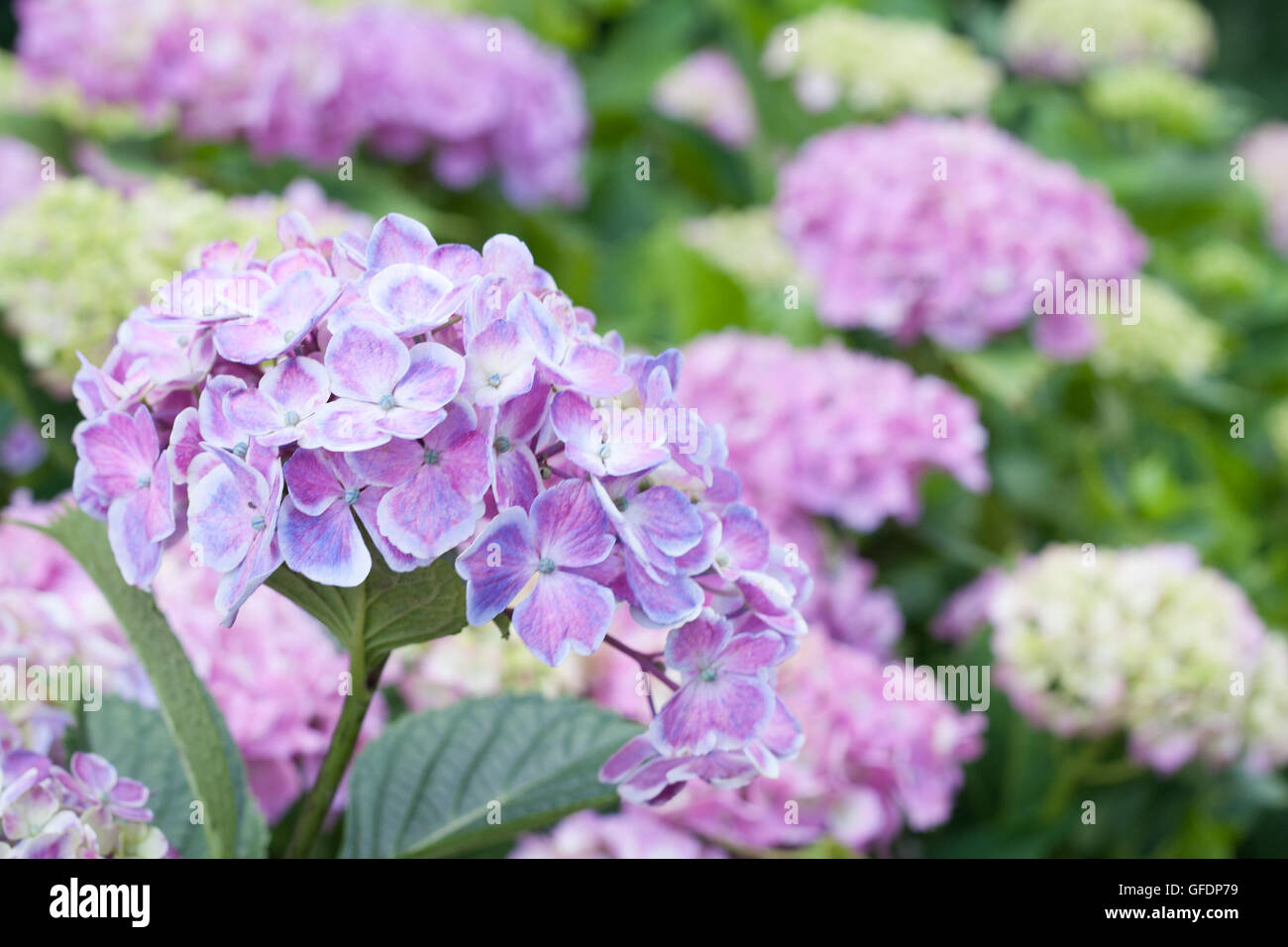 Hydrangea macrophylla in full bloom Stock Photo - Alamy