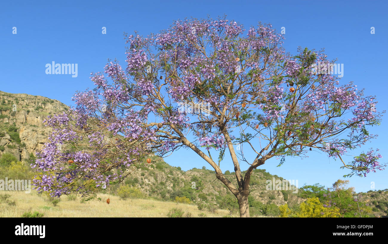 A flowering Jacaranda tree in Alora Countryside, Andalusia Stock Photo ...