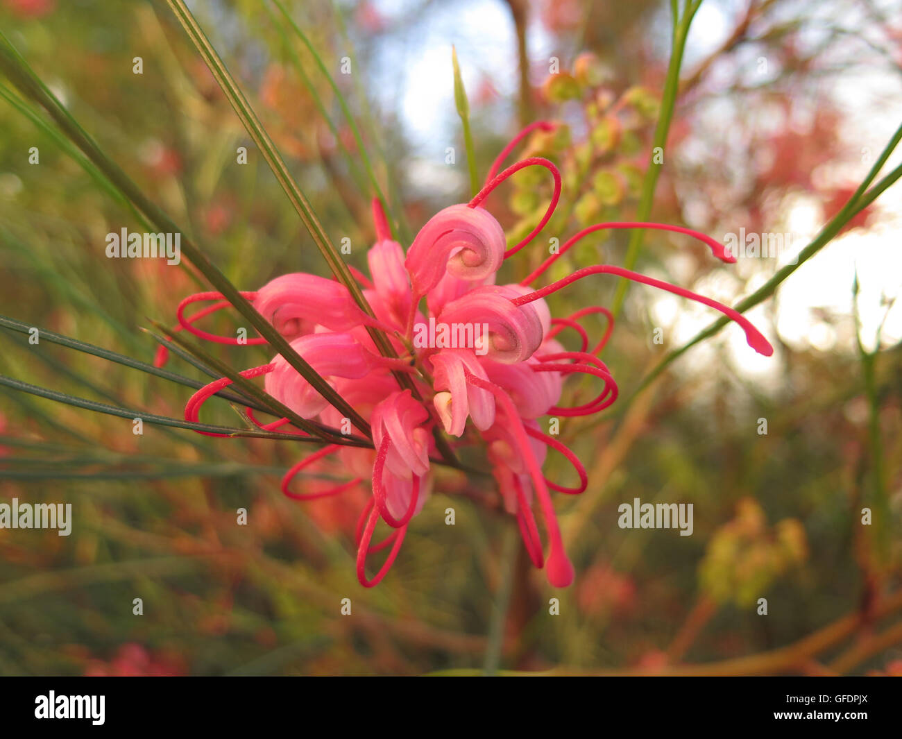Indigenous Plant Species High Resolution Stock Photography and Images ...
