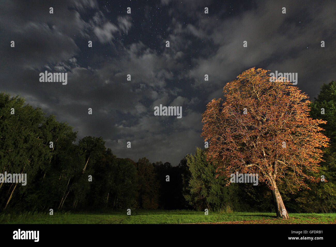 Autumn tree at night, Beautiful night sky, Beautiful night scene ...