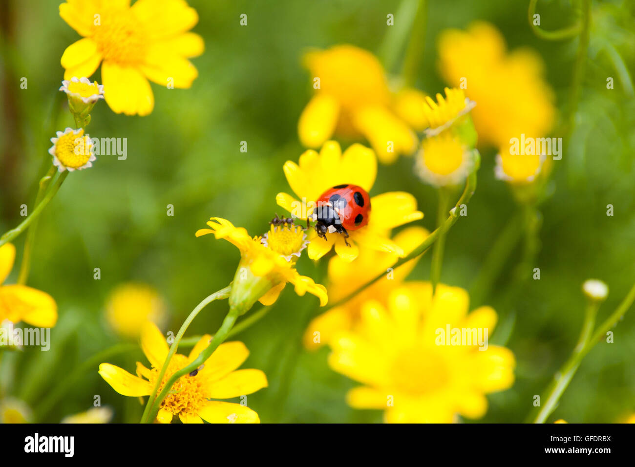 A ladybug and an ant Stock Photo - Alamy