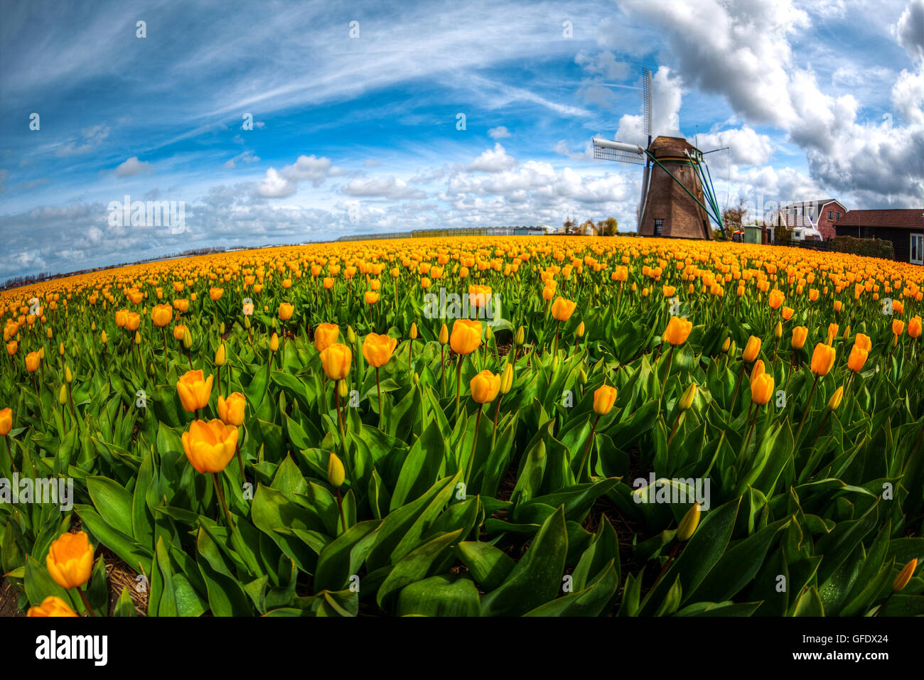 Windmill with tulip field in Holland Stock Photo - Alamy