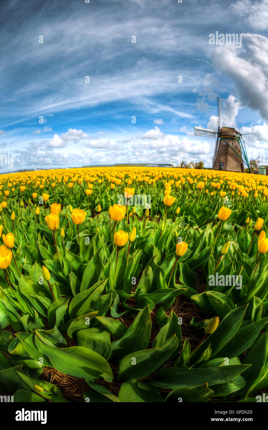 Windmill with tulip field in Holland Stock Photo - Alamy