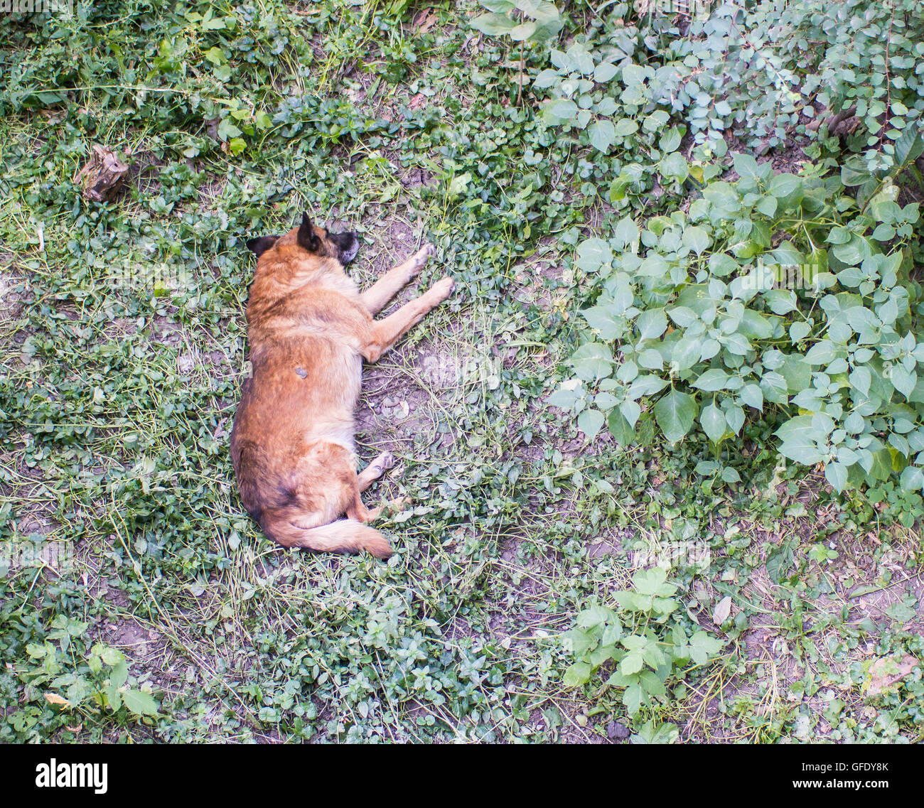 Orange dog sleep in grass yard Stock Photo - Alamy