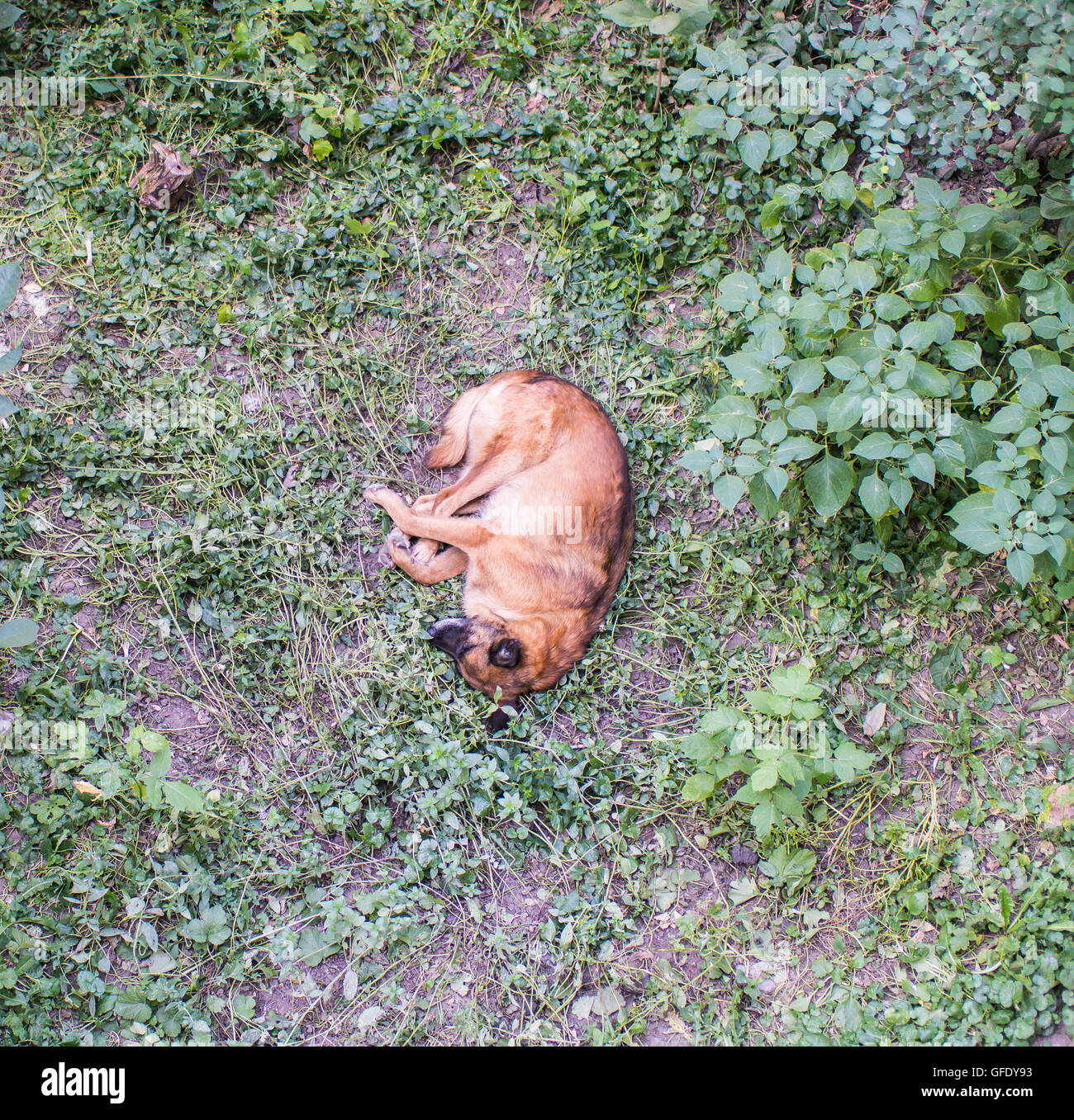 Orange dog sleep in grass yard Stock Photo - Alamy