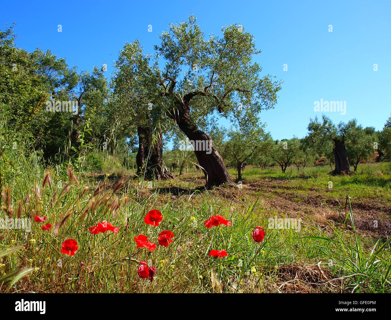 olive trees in Greece Stock Photo - Alamy
