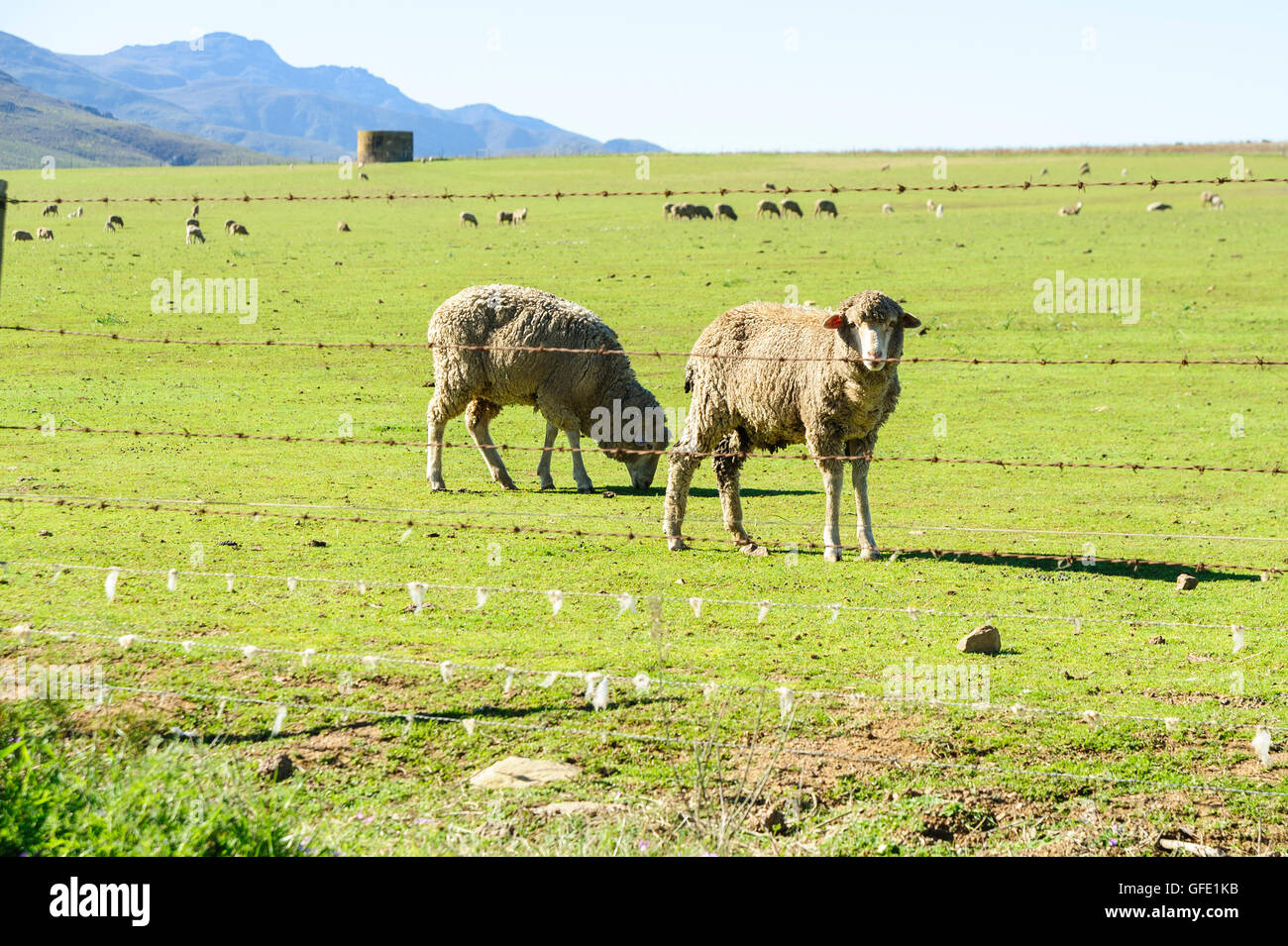 Capturing sheep hi-res stock photography and images - Alamy