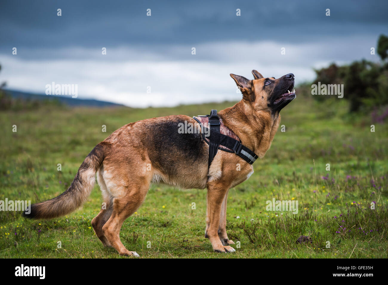 german shepherd dog pose, full body Stock Photo - Alamy