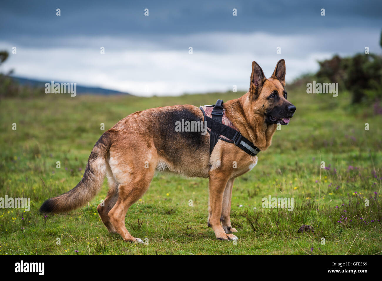 Dog full body hi-res stock photography and images - Alamy
