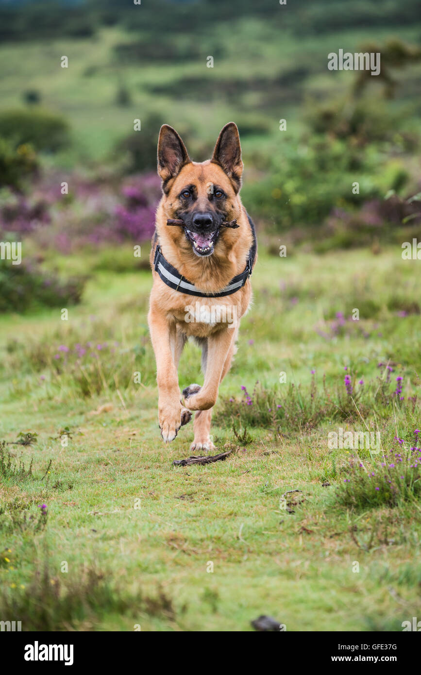 running dog towards camera Stock Photo - Alamy