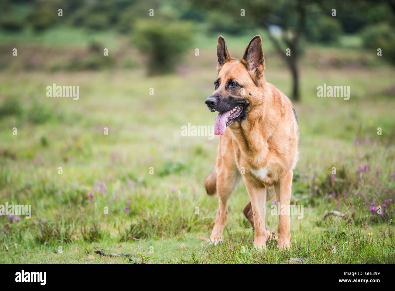 gsd k9 security dog, full body portrait Stock Photo - Alamy