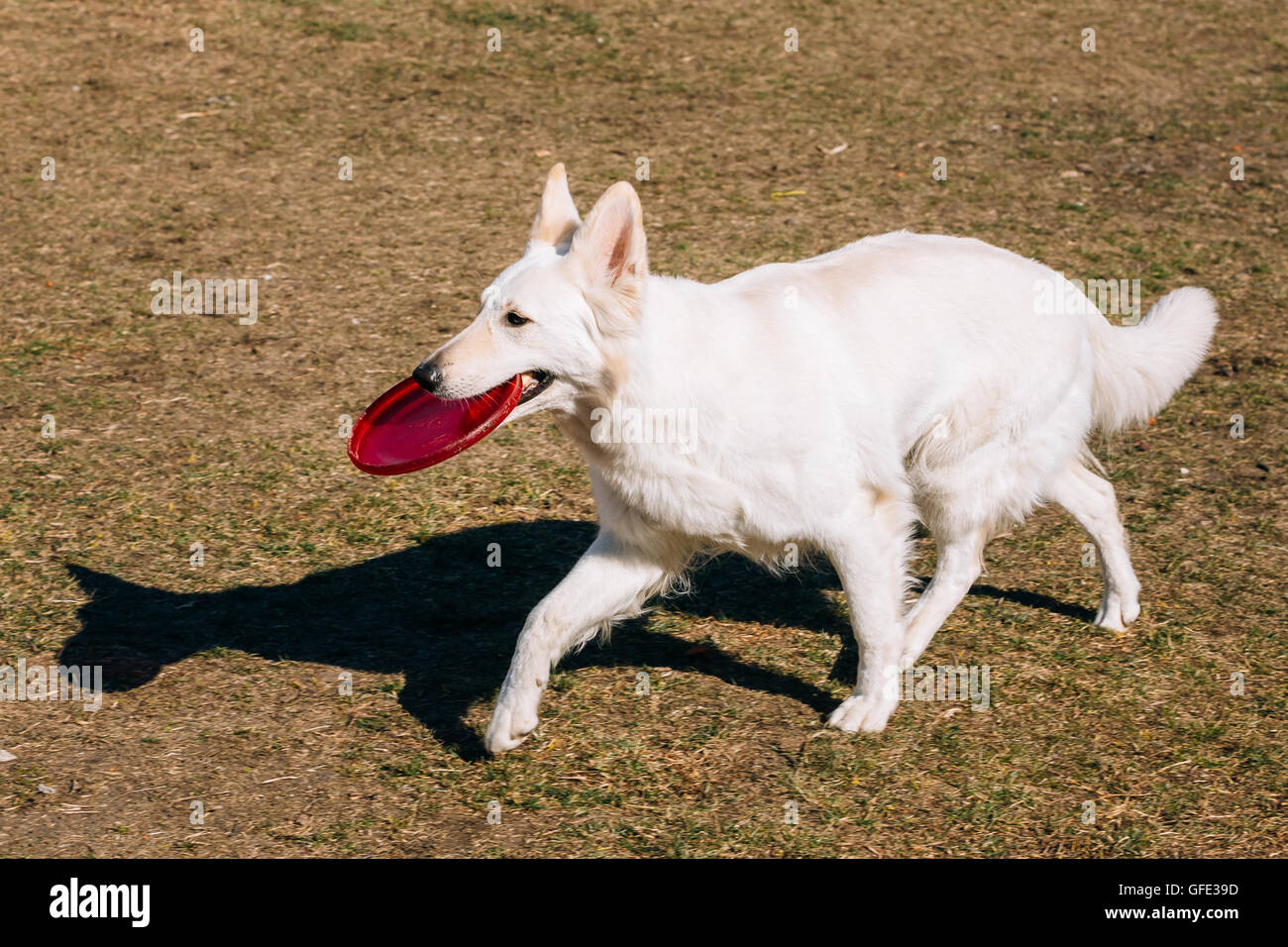 Berger blanc hi-res stock photography and images - Alamy