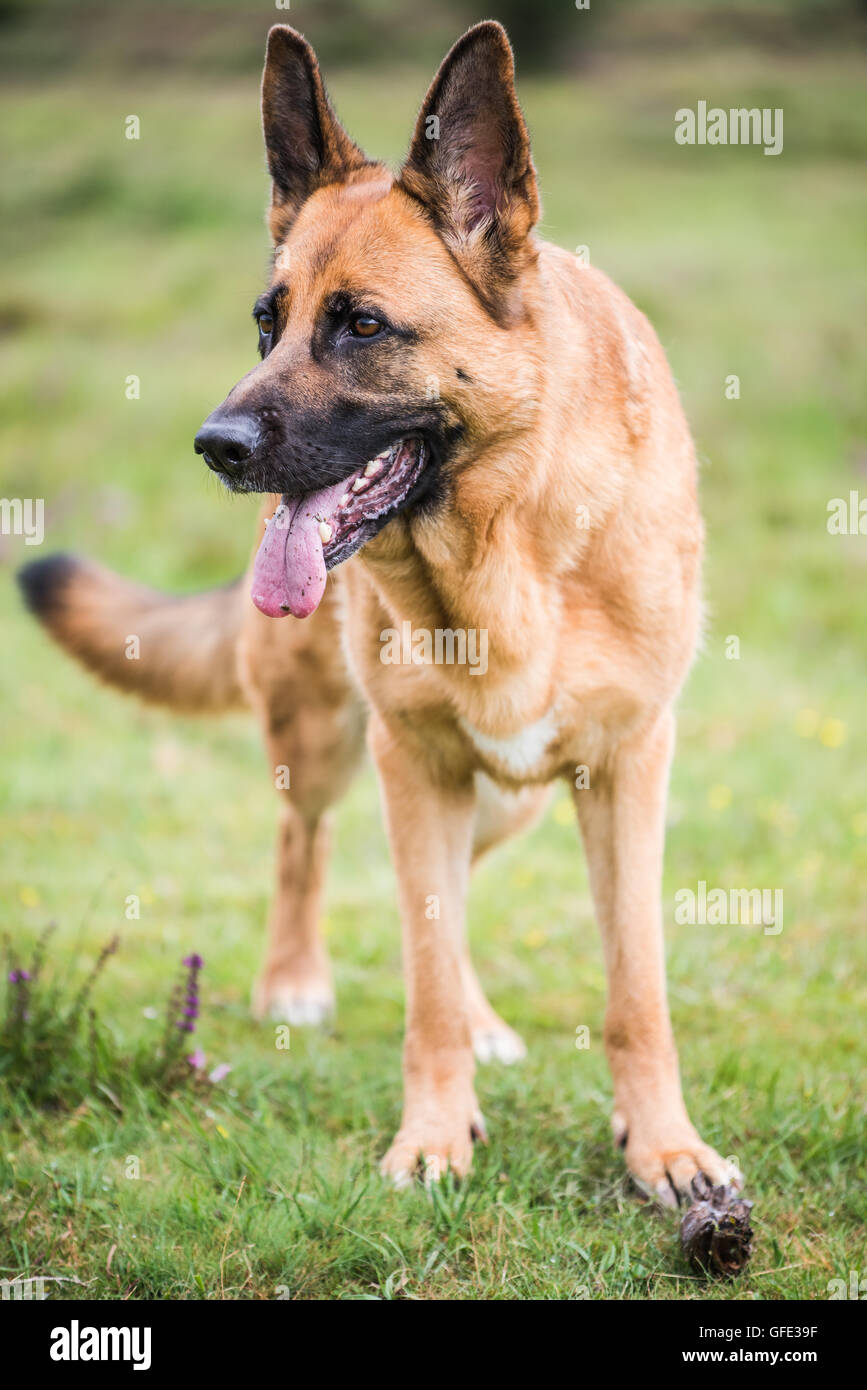 gsd k9 security dog, full body portrait Stock Photo - Alamy
