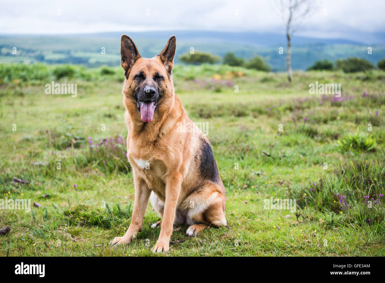 gsd k9 security dog, full body portrait Stock Photo - Alamy