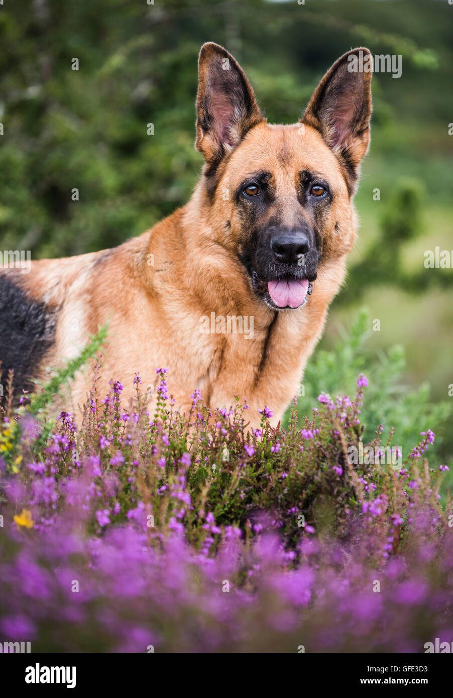 cute dog in flowers field Stock Photo - Alamy