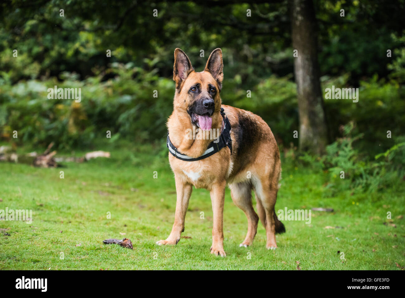 full body protection dog portrait Stock Photo - Alamy