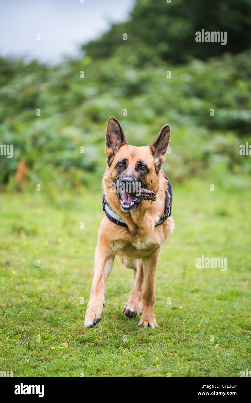 big dog play in outdoor Stock Photo - Alamy