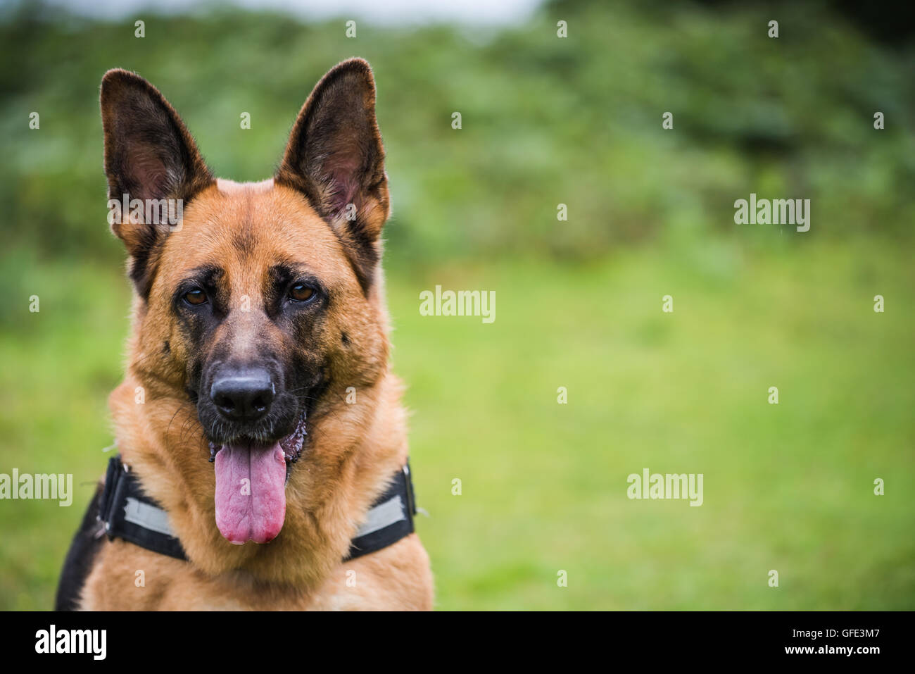 german shepherd close view on face, dog portrait Stock Photo - Alamy