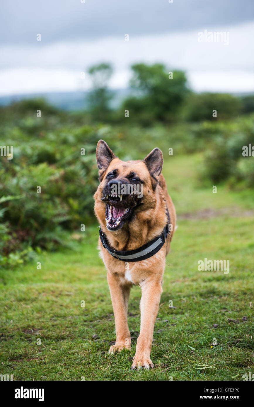 German shepherd dog dangerous hi-res stock photography and images - Alamy