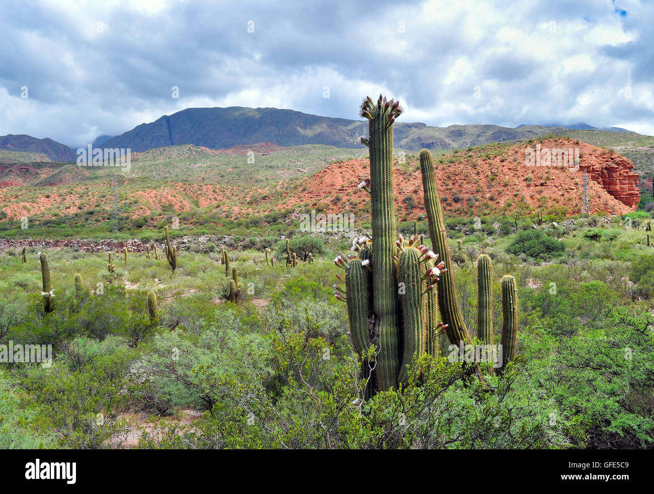 Argentine Giant Cactus, Echinopsis candicans. Cuesta de Miranda. La ... Argentine Giant Cactus, Echinopsis candicans. Cuesta de Miranda. La ...
