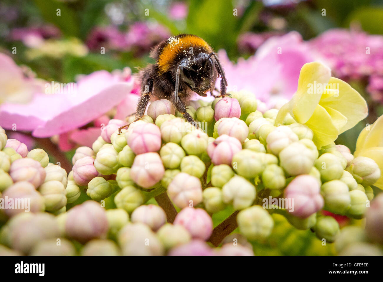 The Salutation, Sandwich, Kent High Resolution Stock Photography and ...