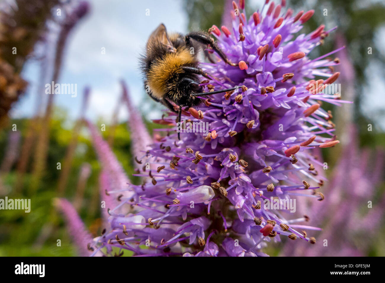 The Salutation Garden in the town of Sandwich in Kent Stock Photo - Alamy