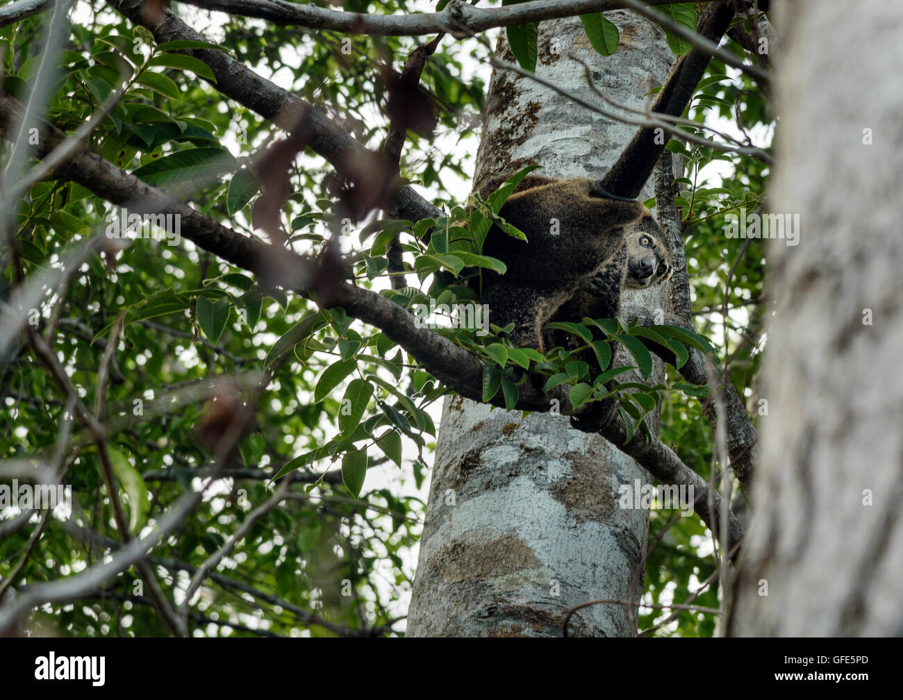 Bear Cuscus (Ailurops ursinus) in tree. Tangkoko National Park ...