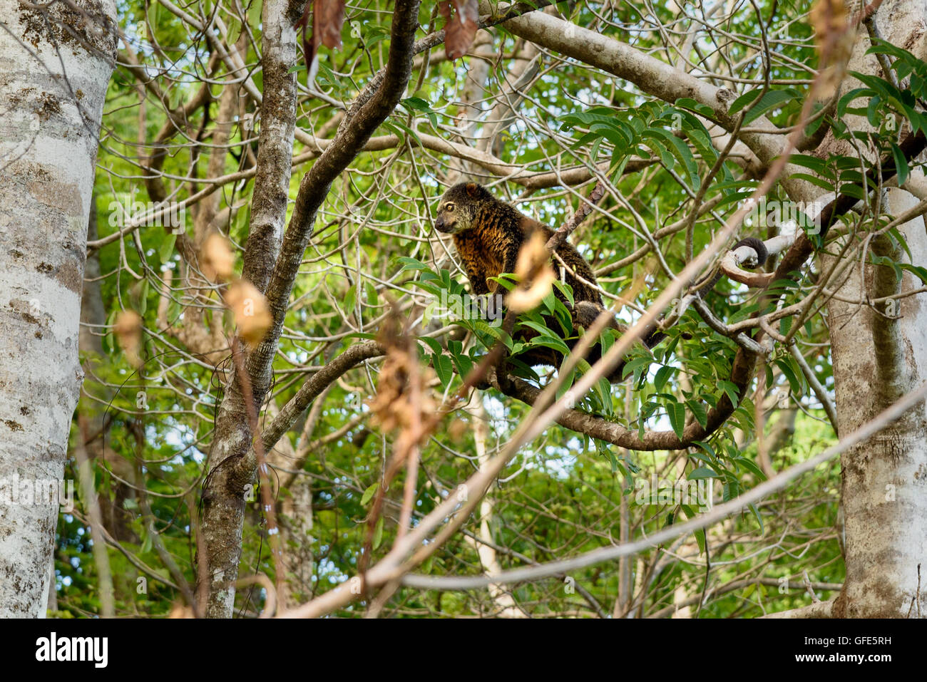 Bear Cuscus (Ailurops ursinus) in tree. Tangkoko National Park ...