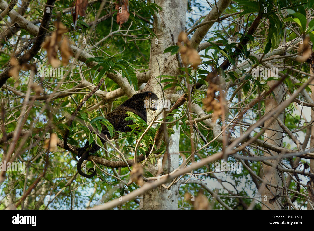 Bear Cuscus (Ailurops ursinus) in tree. Tangkoko National Park ...