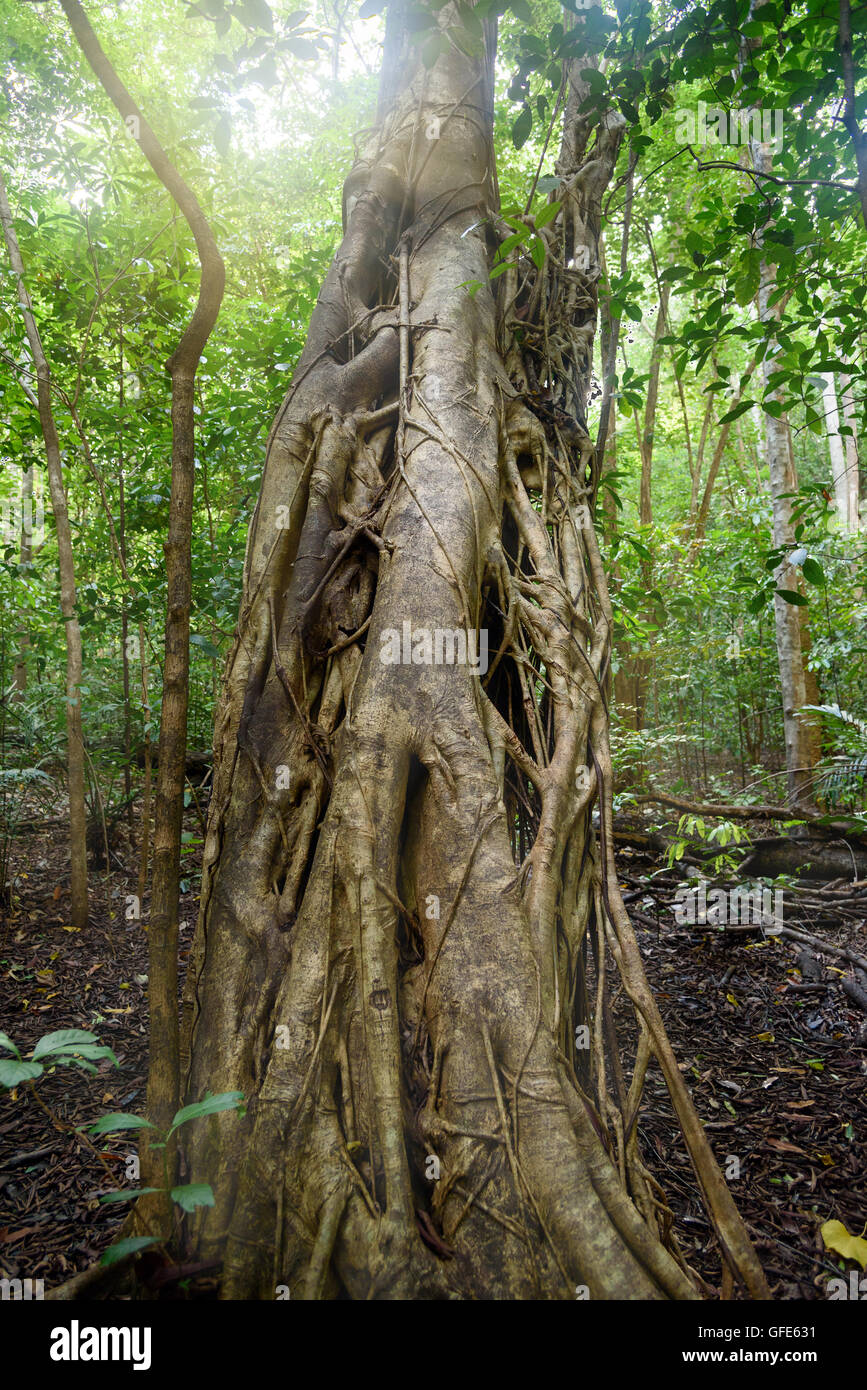 Giant ficus tree in Tangkoko National Park. Tarsier tree. North ...