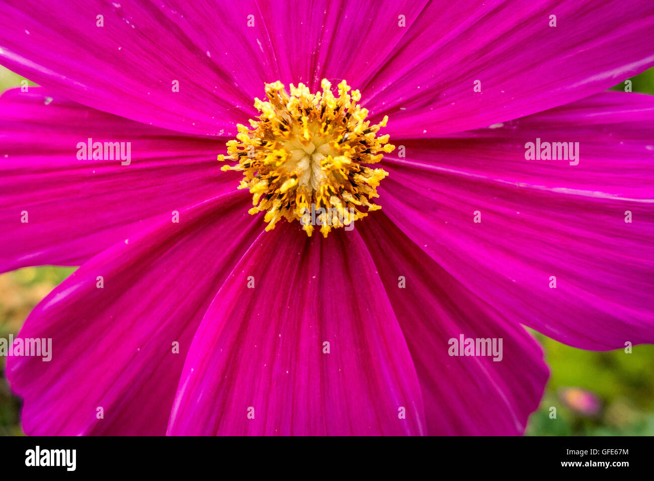 The salutation in sandwich hi-res stock photography and images - Alamy