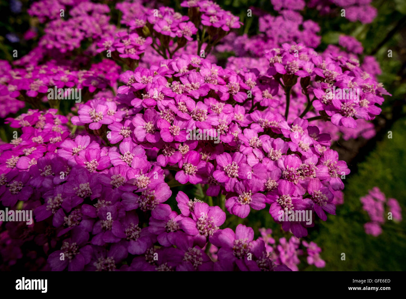 The Salutation, Sandwich, Kent High Resolution Stock Photography and ...