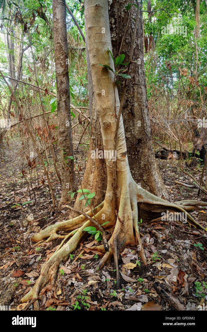 Indonesia National Tree