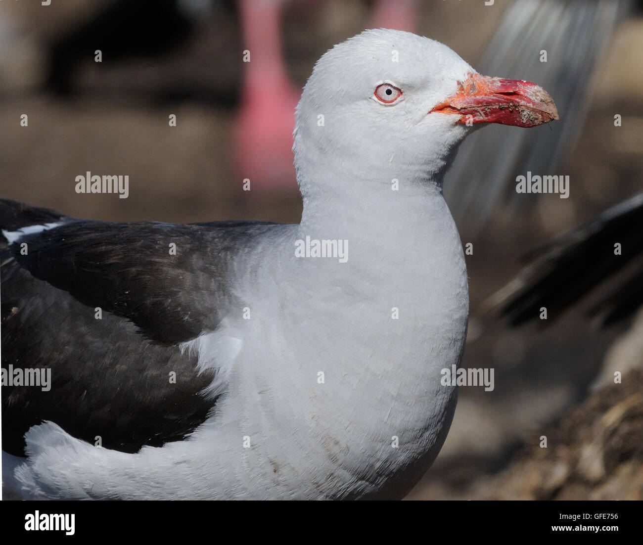 A Dolphin Gull (Leucophaeus scoresbii) in breeding plumage in flight ...