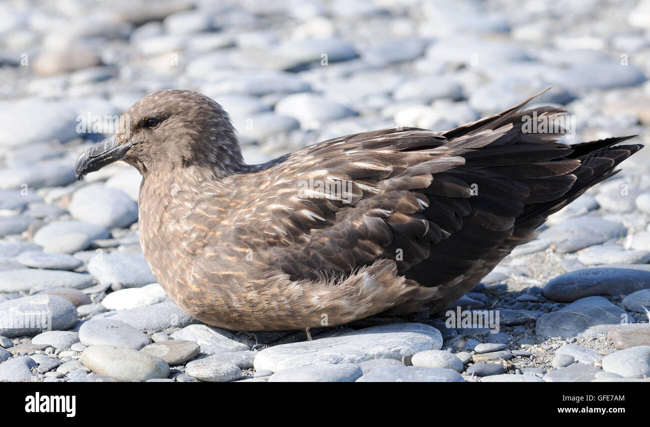 A Skua (Catharacta species) on the beach at Salisbury Plain near the ...