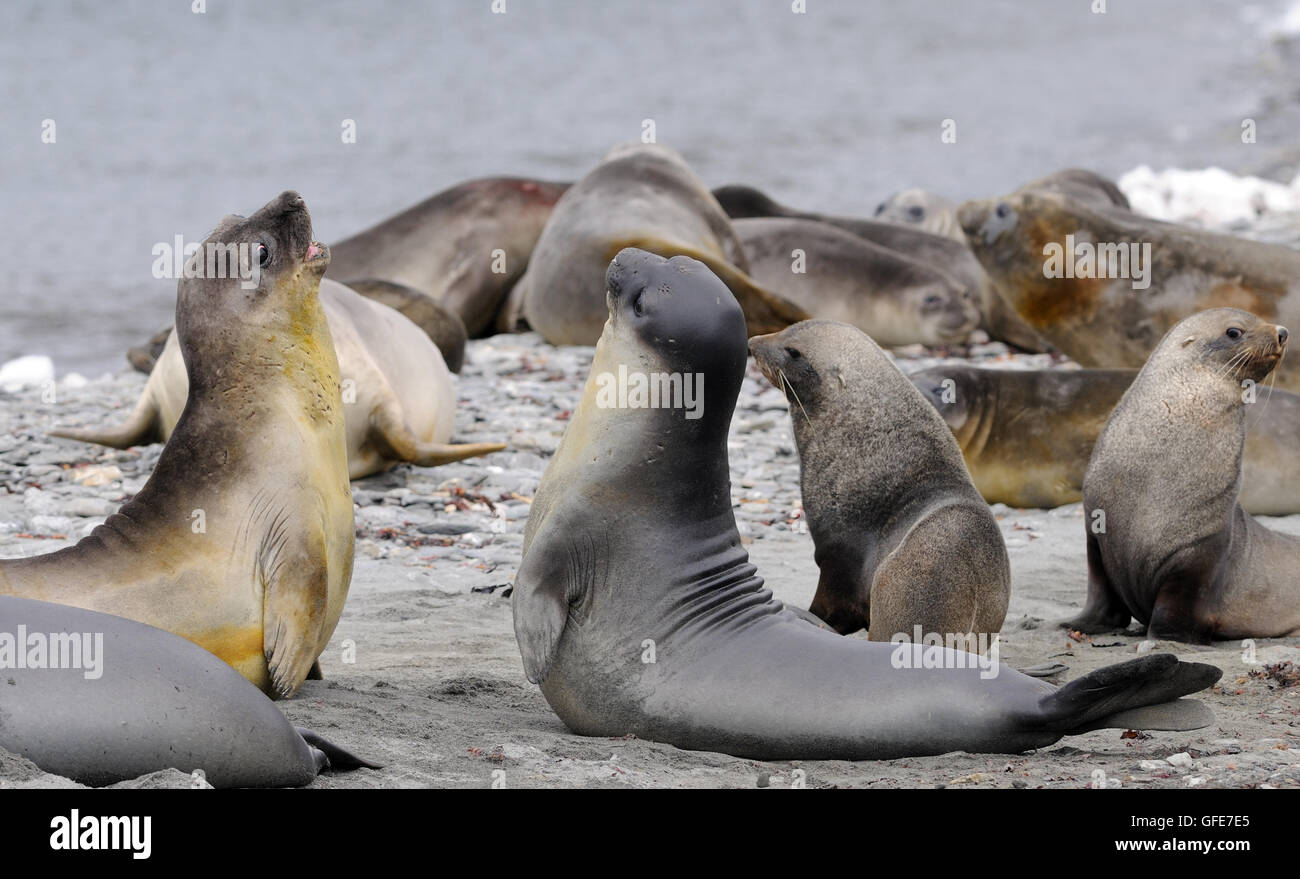 Coronation seal hi-res stock photography and images - Alamy