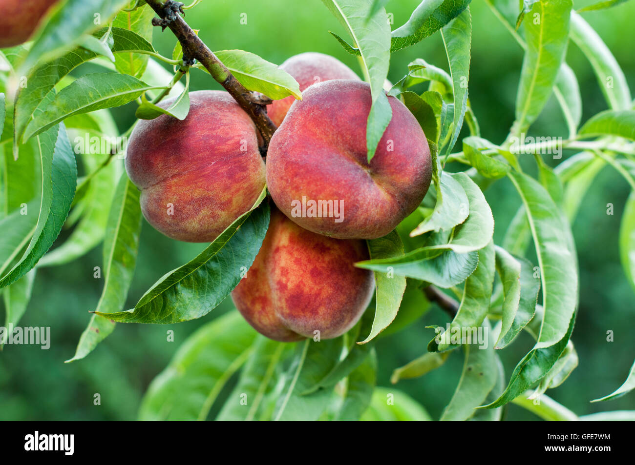 Four peaches on a branch Stock Photo - Alamy