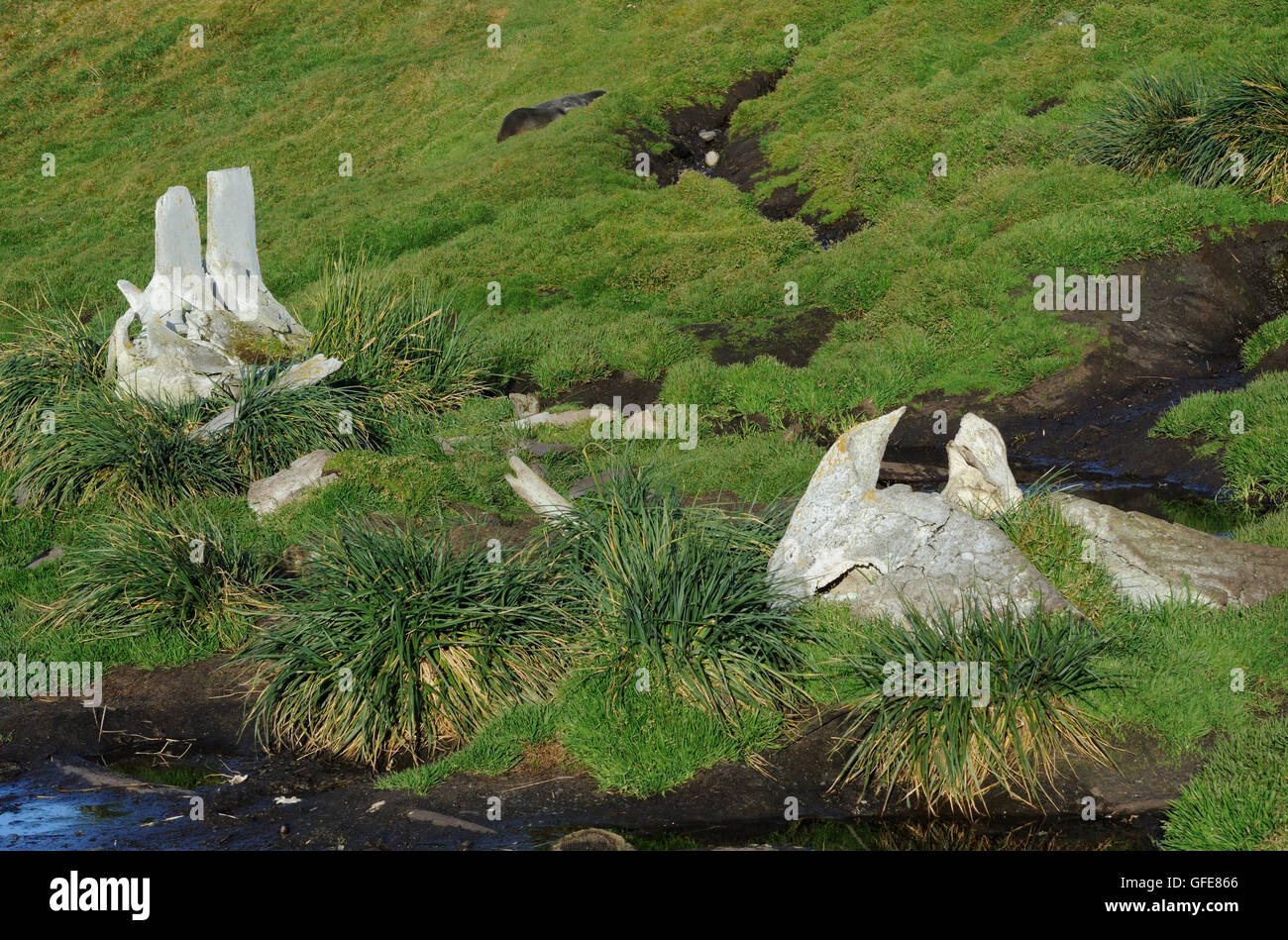 Whale vertebrae whale bone hi-res stock photography and images - Alamy