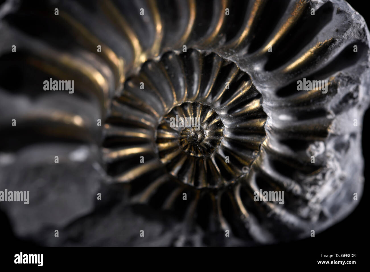 Sample of a beautiful natural raw pyritized ammonite specimen over ...