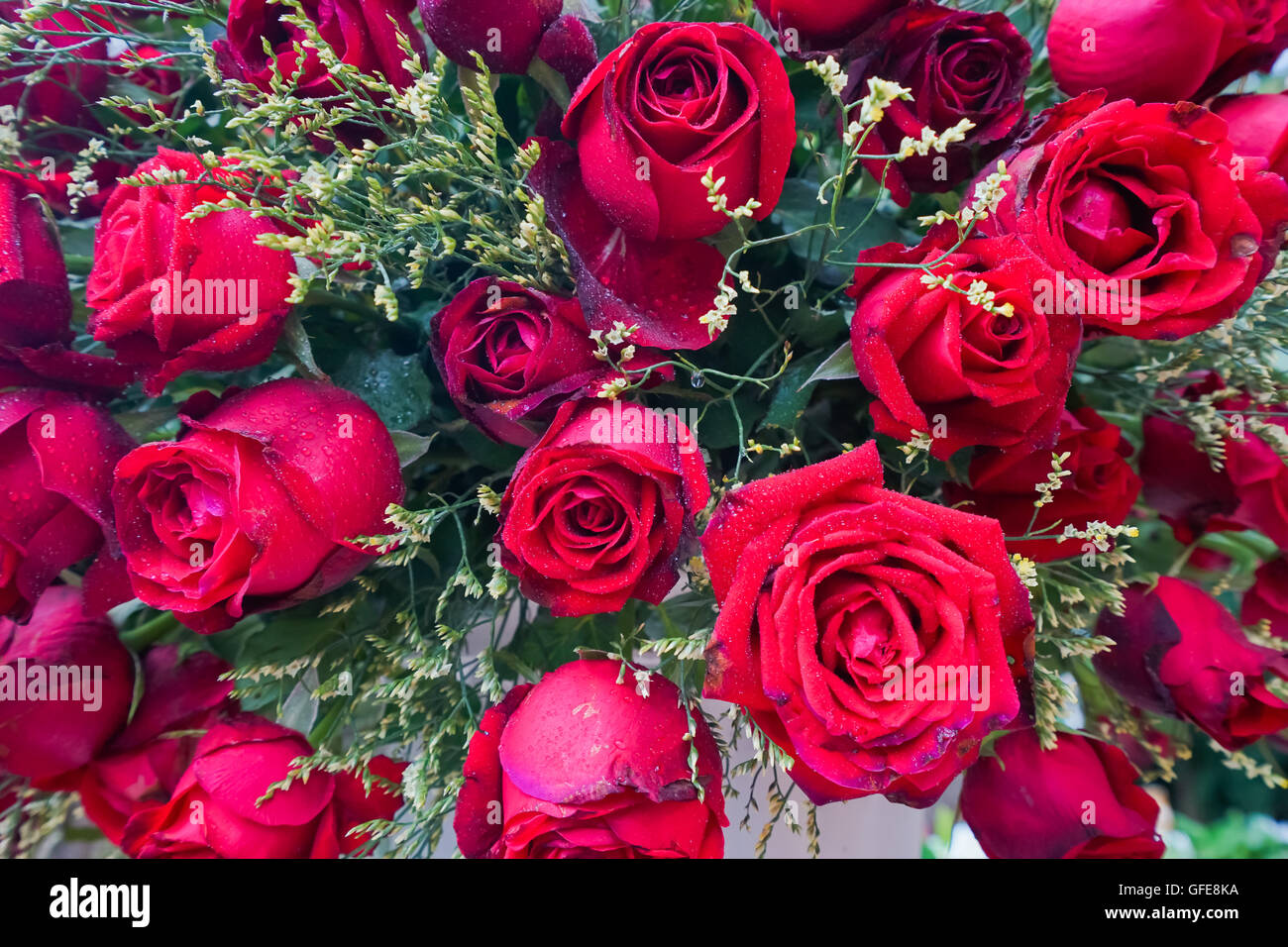 red roses background Stock Photo - Alamy