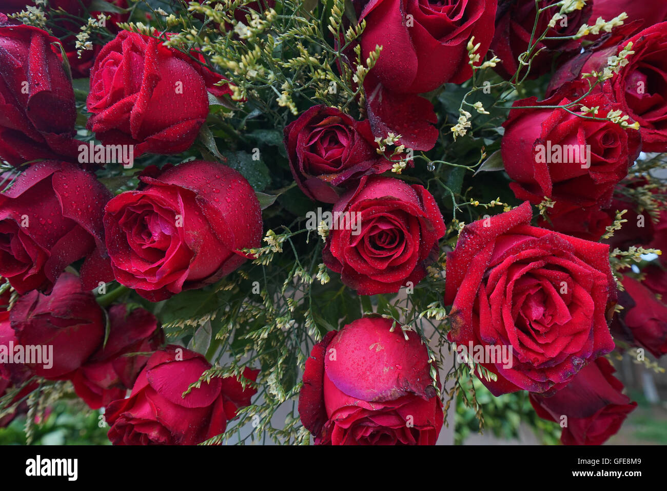red roses background Stock Photo - Alamy