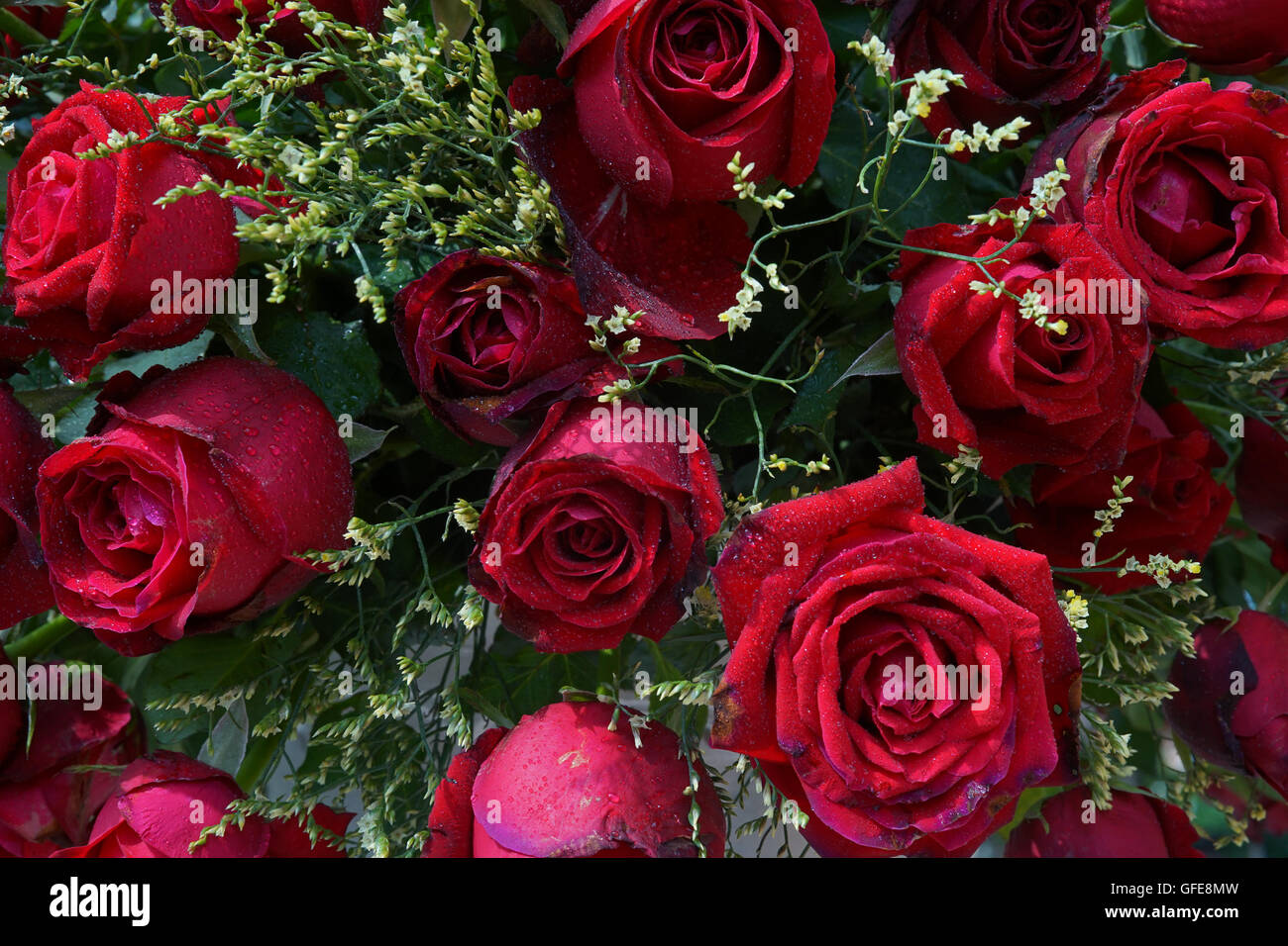 red roses background Stock Photo - Alamy
