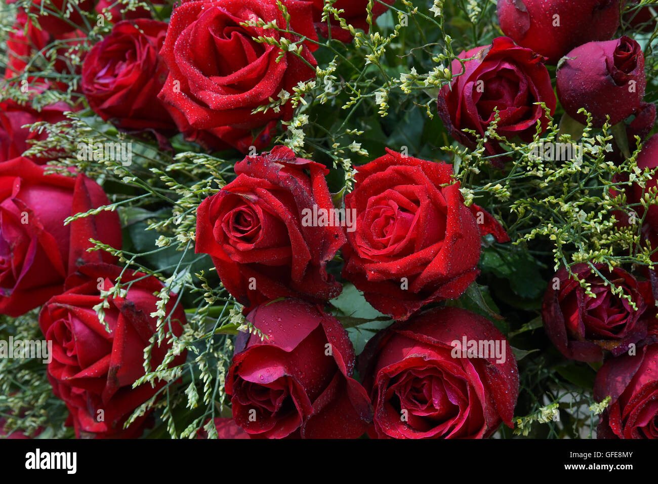 red roses background Stock Photo - Alamy