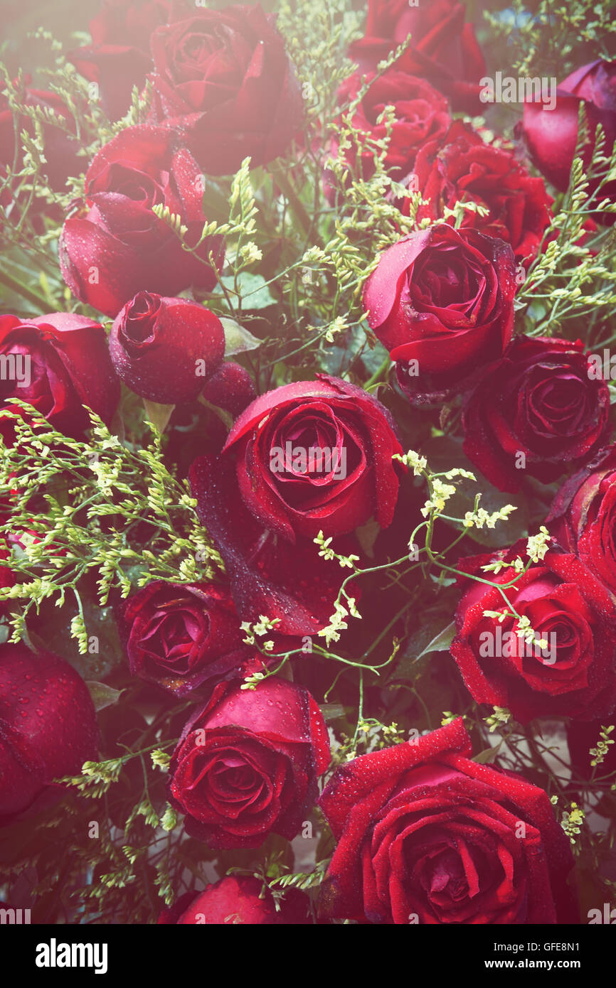 red roses background. Retro filter Stock Photo - Alamy