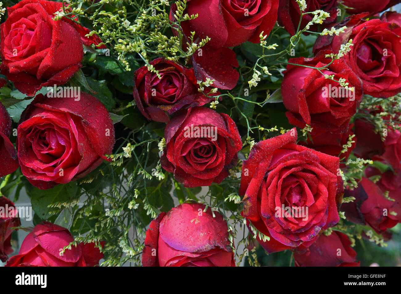 red roses background Stock Photo - Alamy