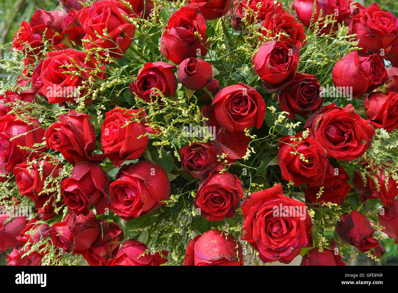 red roses background Stock Photo - Alamy