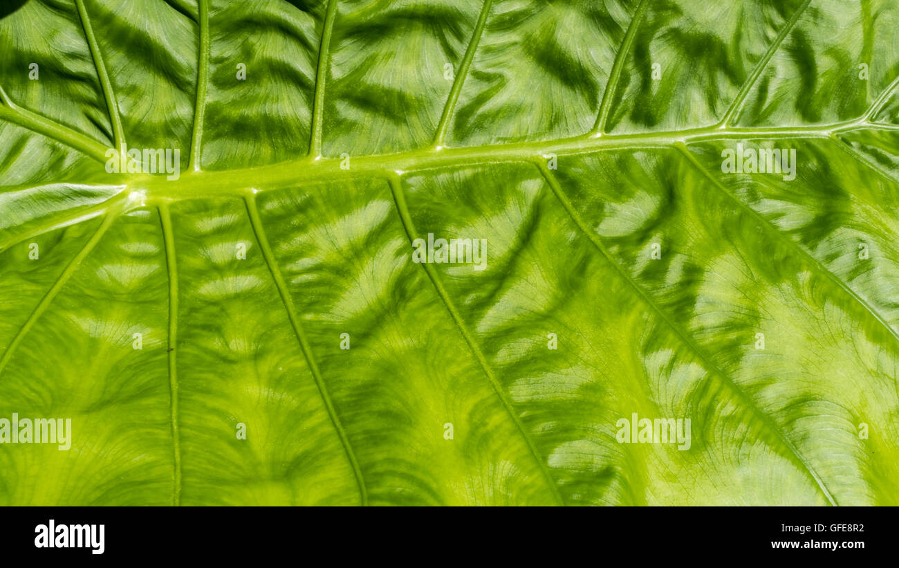Tropical Elephant Ear Leaf Stock Photo - Alamy