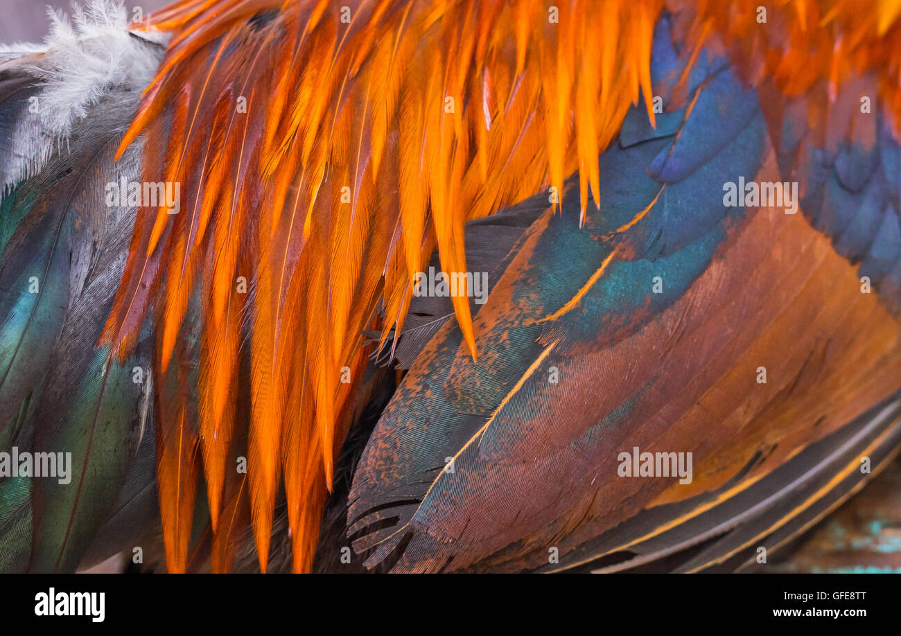 Colorful feathers, chicken feathers background texture Stock Photo - Alamy