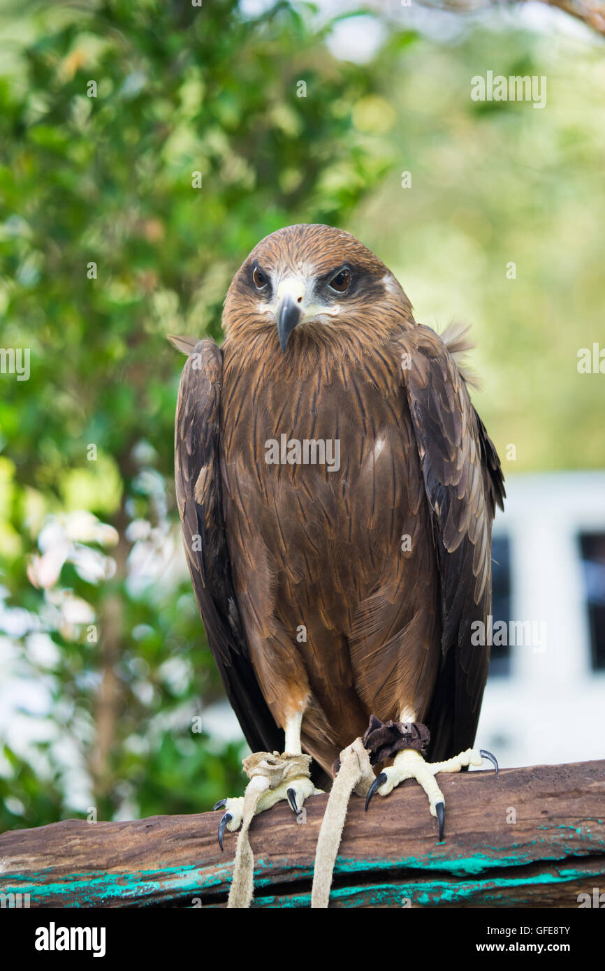 Red tailed falcon landing hi-res stock photography and images - Alamy