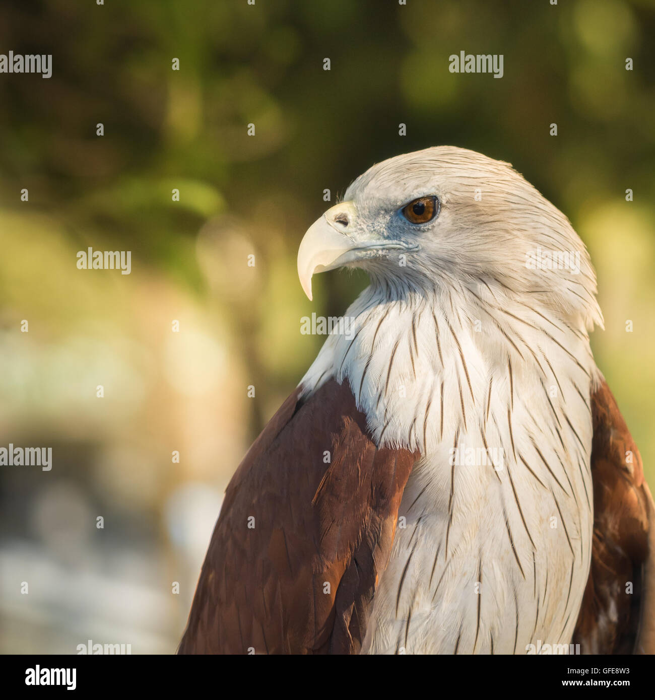 Red tailed falcon landing hi-res stock photography and images - Alamy
